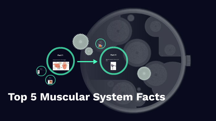 Top 5 Muscular System Facts by rylee mock