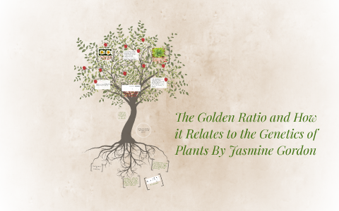 The Golden Ratio and How it Relates to the Genetics of Plant by Jasmine ...