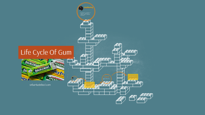 Life Cycle Of Gum by Quintn Medford on Prezi