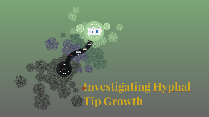 Investigating Hyphal Tip Growth by Jenna Baffa on Prezi