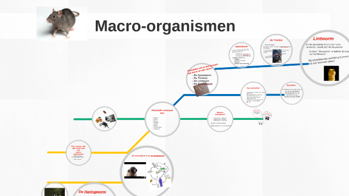 Macro-organismen by Edwin de Smet on Prezi