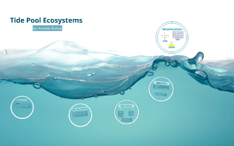 Tide Pool Ecosystems by Amanda Bishop on Prezi