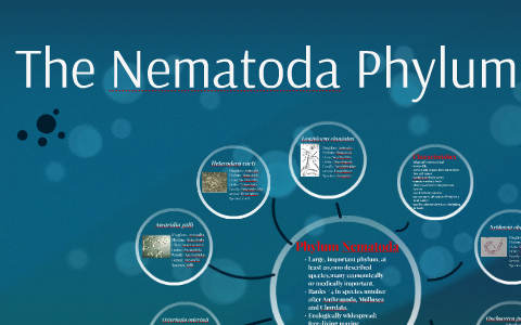Nematodes Presentation by Hajra Batool on Prezi