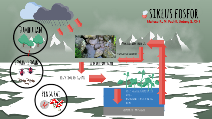 siklus fosfor by Mahesa Rheznindya on Prezi