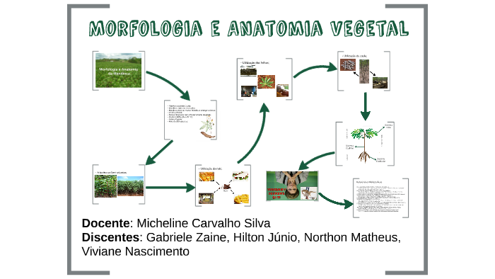 Morfologia e Anatomia Vegetal by Hilton Júnio on Prezi