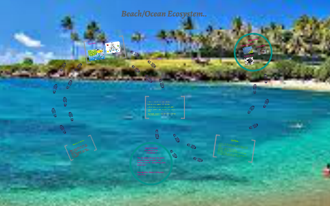 Beach ecosystem.. by Jrobbyn Ferguson on Prezi