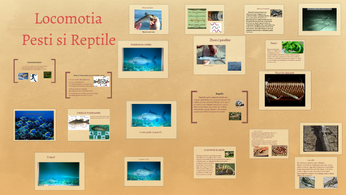 Locomotia by Alina Florentina on Prezi