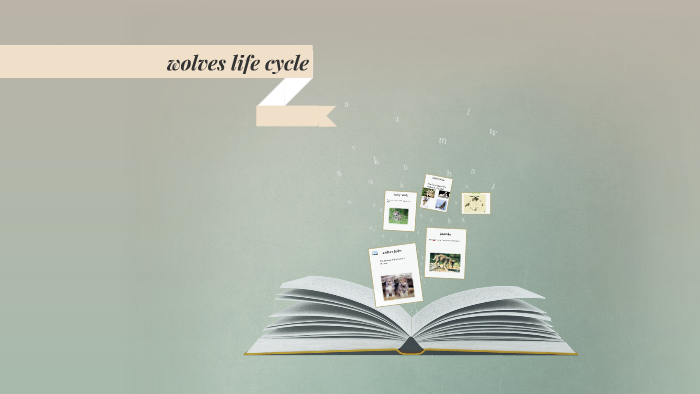 wolves life cycle by Brandon T on Prezi