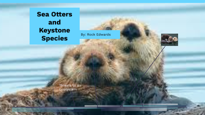 Sea Otters and Keystone Species by Rock Edwards on Prezi