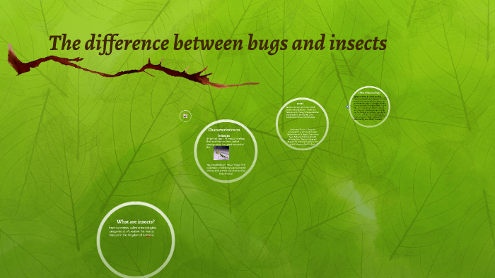 The difference between bugs and insects by Yenifer Hernandez on Prezi