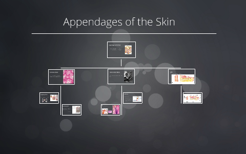 Appendages of the Skin by eva nelson on Prezi