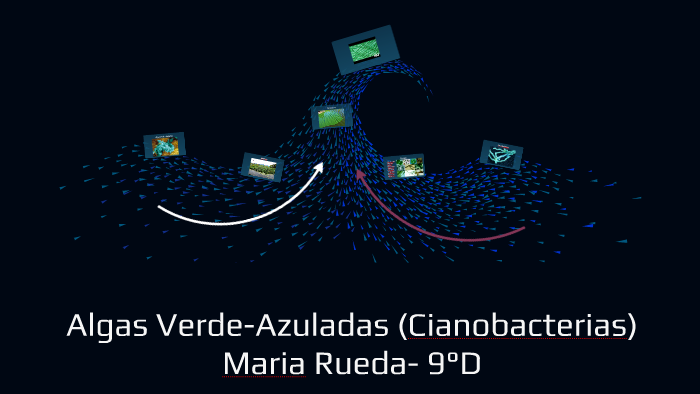Algas Verde-Azuladas (Cianobacterias) by Maria Alejandra Rueda Mejia on ...
