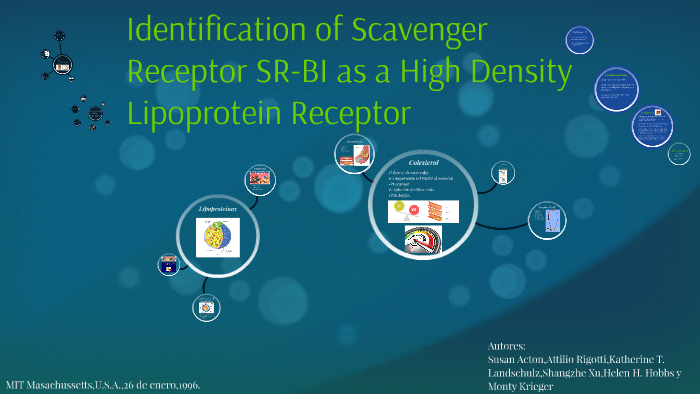 Identification of Scavenger Receptor SR-BI as a High Density by Lucia ...