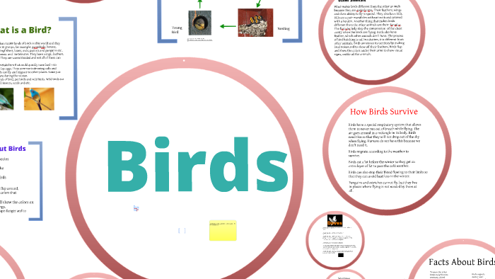 Birds Science Project by J M on Prezi