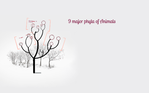 9 major phyla of Animals by faith anne buned on Prezi