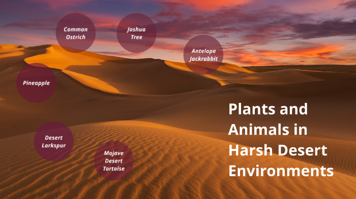 Plants and Animals in Harsh Desert Environments by Meagan Fulbright on ...