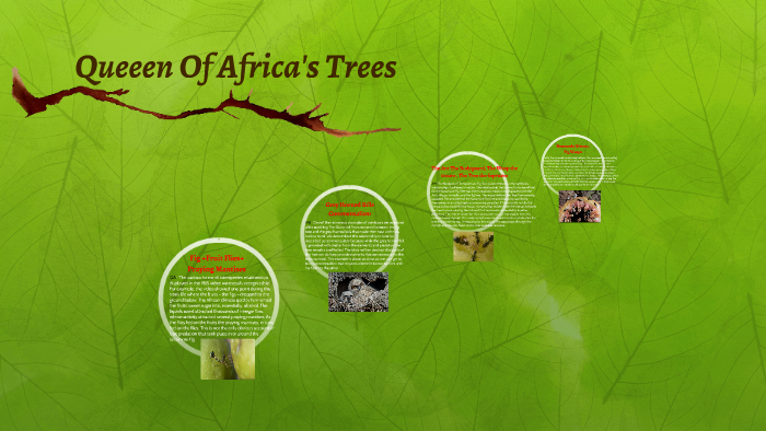 Queeen Of Africa's Trees by Ayanda Mkhize on Prezi