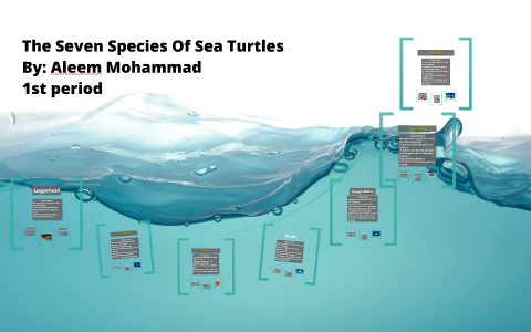 The Seven Species Of Sea Turtles by Mirza Krluc on Prezi