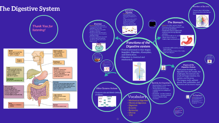 The Digestive System by jonas d on Prezi