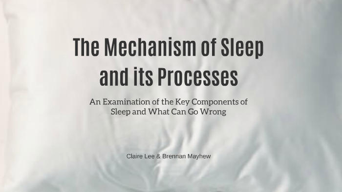 The Mechanism of Sleep and its Processes by Claire Lee on Prezi