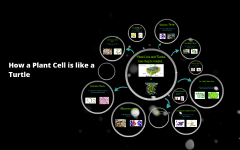 How a Plant Cell is like a Turtle by Brandon MacDonald on Prezi