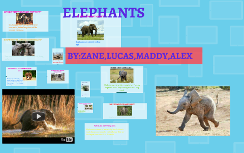ELEPHANTS by Jessica Seale on Prezi