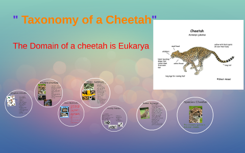 " Taxonomy of a Cheetah" by myalynn vega on Prezi