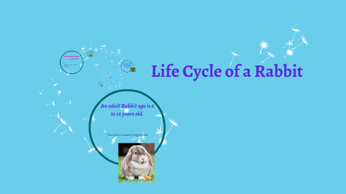 Life Cycle of a Rabbit by Pennie Baker on Prezi