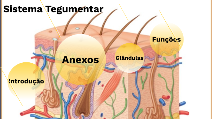 Sistema Tegumentar by Camila Ordonho on Prezi