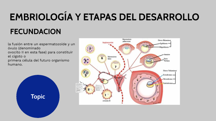 fecundacion by Yaneth Cortes on Prezi
