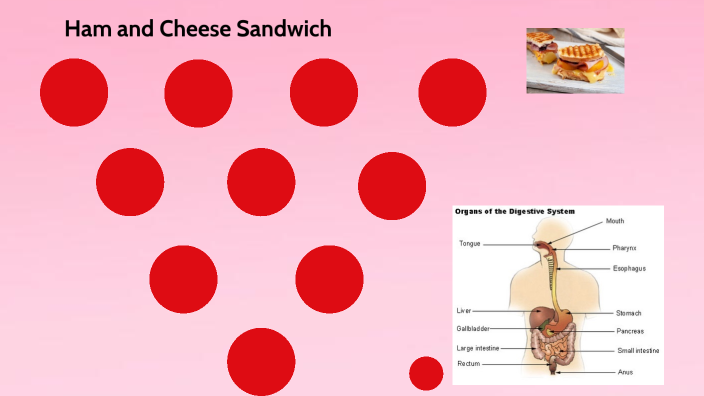Anatomy Sandwich by Paula Rodriguez-Ramos on Prezi