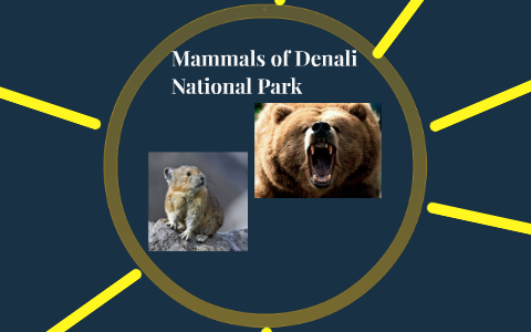 Mammals of Denali National Park by on Prezi