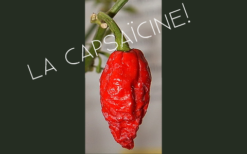 La capsaïcine by Gabriel Grenon on Prezi