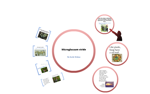 Fungus Clathrus pusillus by austin embrey on Prezi