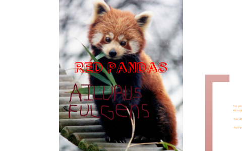 Red Pandas by Amy Harn on Prezi