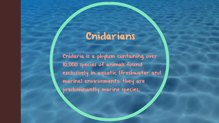 animal diversity poster by julia glanzer on Prezi