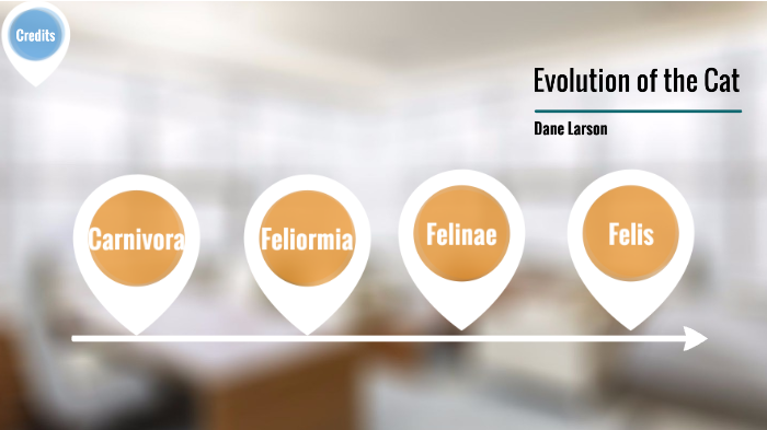 Evolution of the Cat by Dane Smith on Prezi
