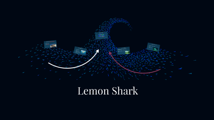Lemon Shark by Zane Estes on Prezi