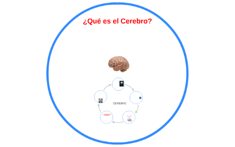 El Cerebro Y El Aprendizaje By Sandra Lema On Prezi