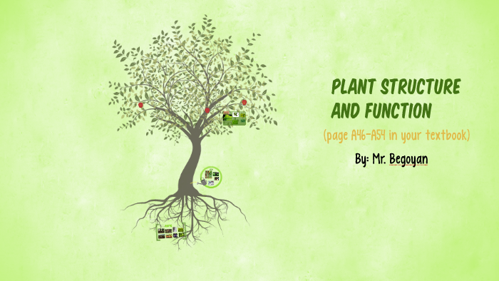 Plant Structure - 4th Grade by William Begoyan on Prezi