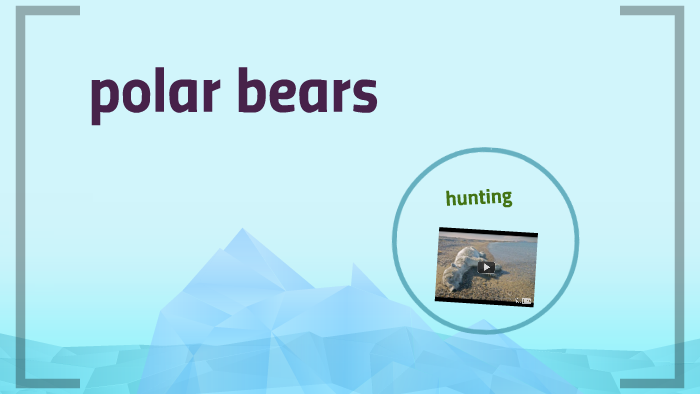 save our polar bears by matthew hicken on Prezi