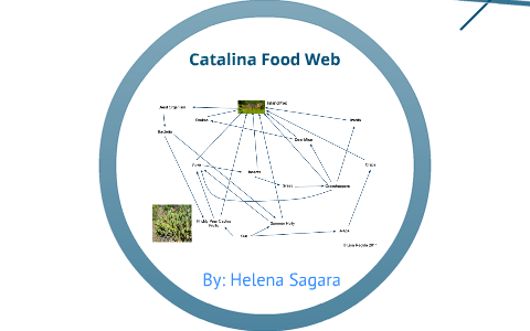 The Catalina Island Food Web by Helena Sagara on Prezi