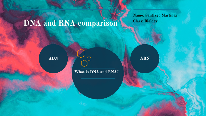 DNA and RNA comparison by santiago mstnez bareno on Prezi