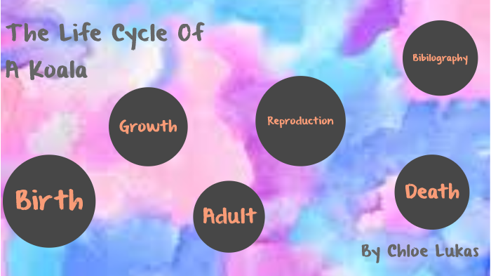 The life cycle of a Koala by Chloe Lukas on Prezi