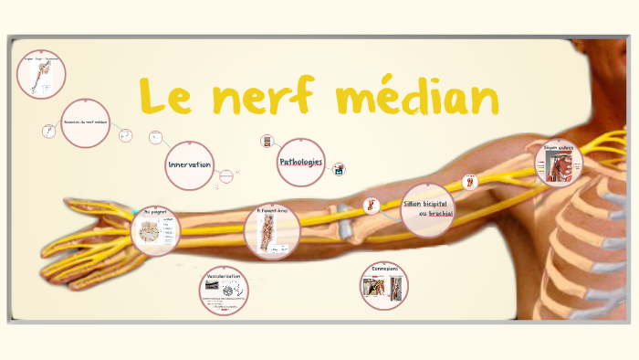 Nerf médian by Iyad CHAO on Prezi
