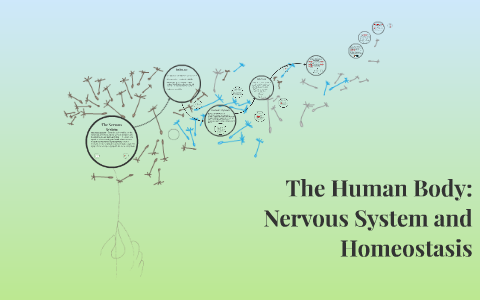 The Human Body: Nervous System and Homeostasis by Ricardo Ramnarine on ...