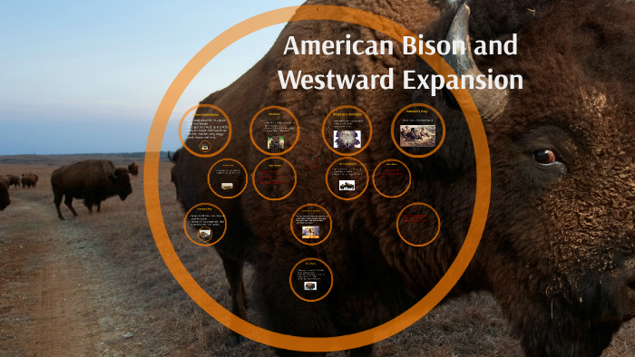 American Bison and Westward Expansion by Angela Jameson on Prezi