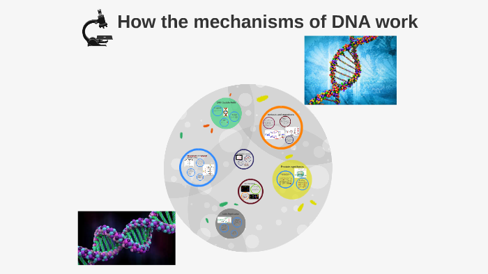 How the mechanisms of DNA work by Jayna Lacy on Prezi