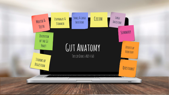 Gut Anatomy by Lillian Dukes on Prezi