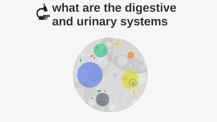 what are the digestive and urinary systems by Taylor Clark on Prezi